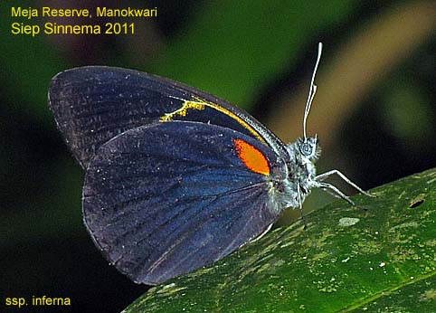 Papua Insects Foundation (Lepidoptera/Pieridae/Pierinae(Delias aruna)